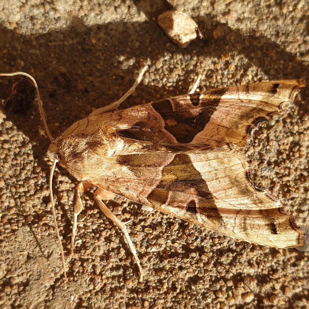 Angle Shade Moth | MKW Publishing