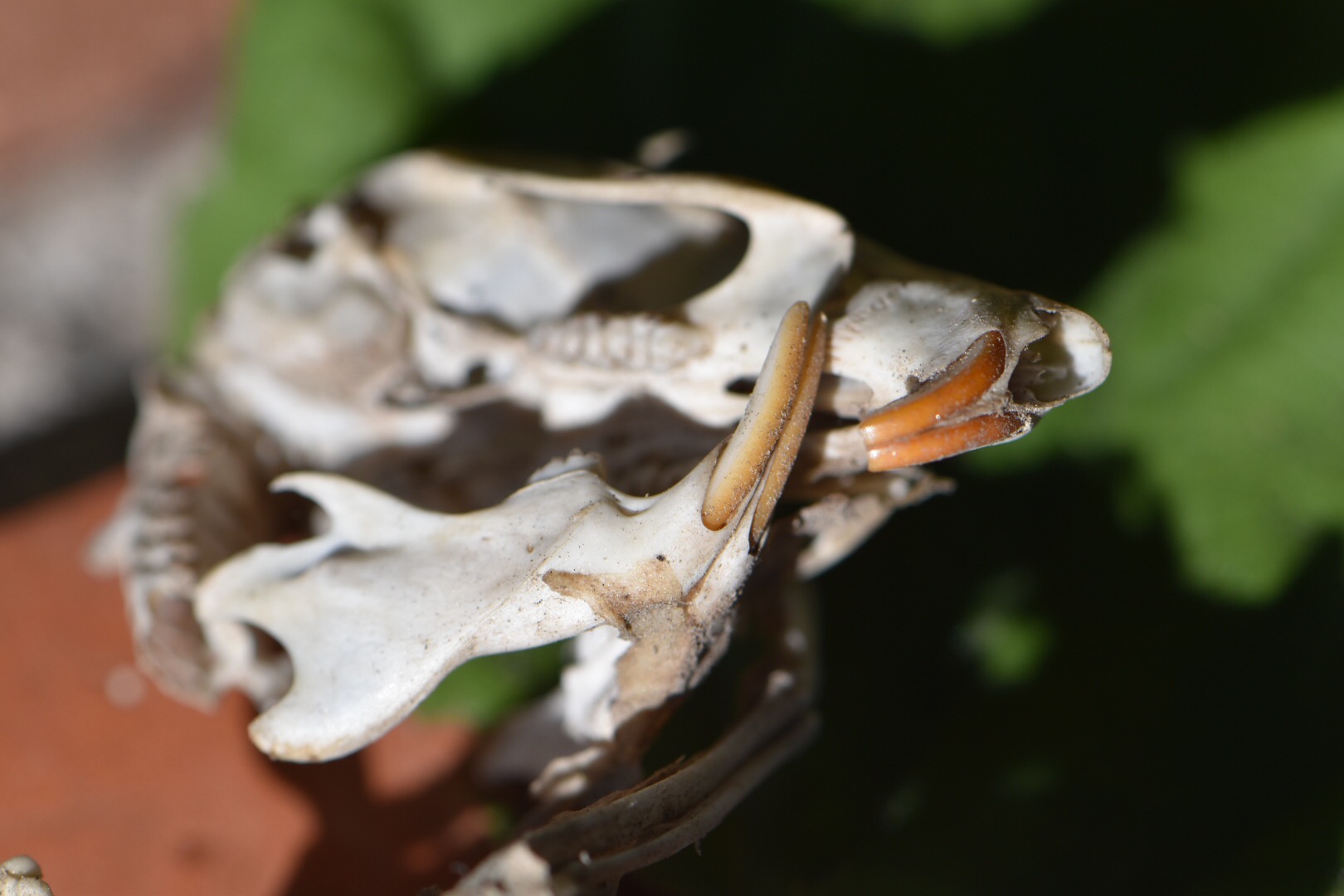 Rat Skeleton | MKW Publishing