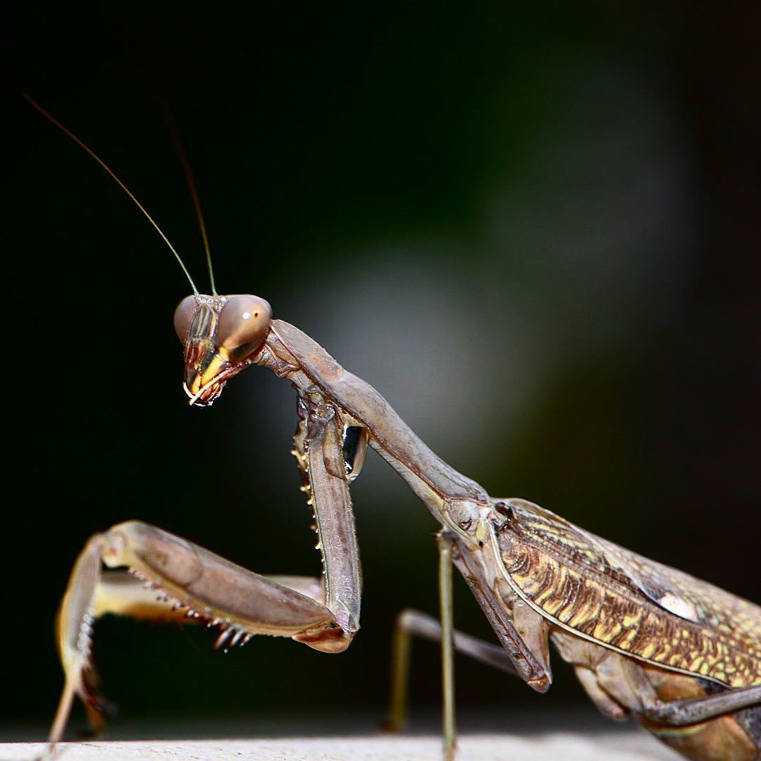 The first mantis | MKW Publishing
