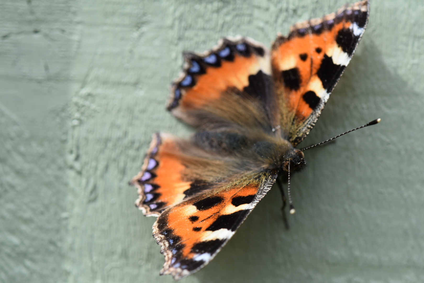 July caterpillars & butterflies | MKW Publishing