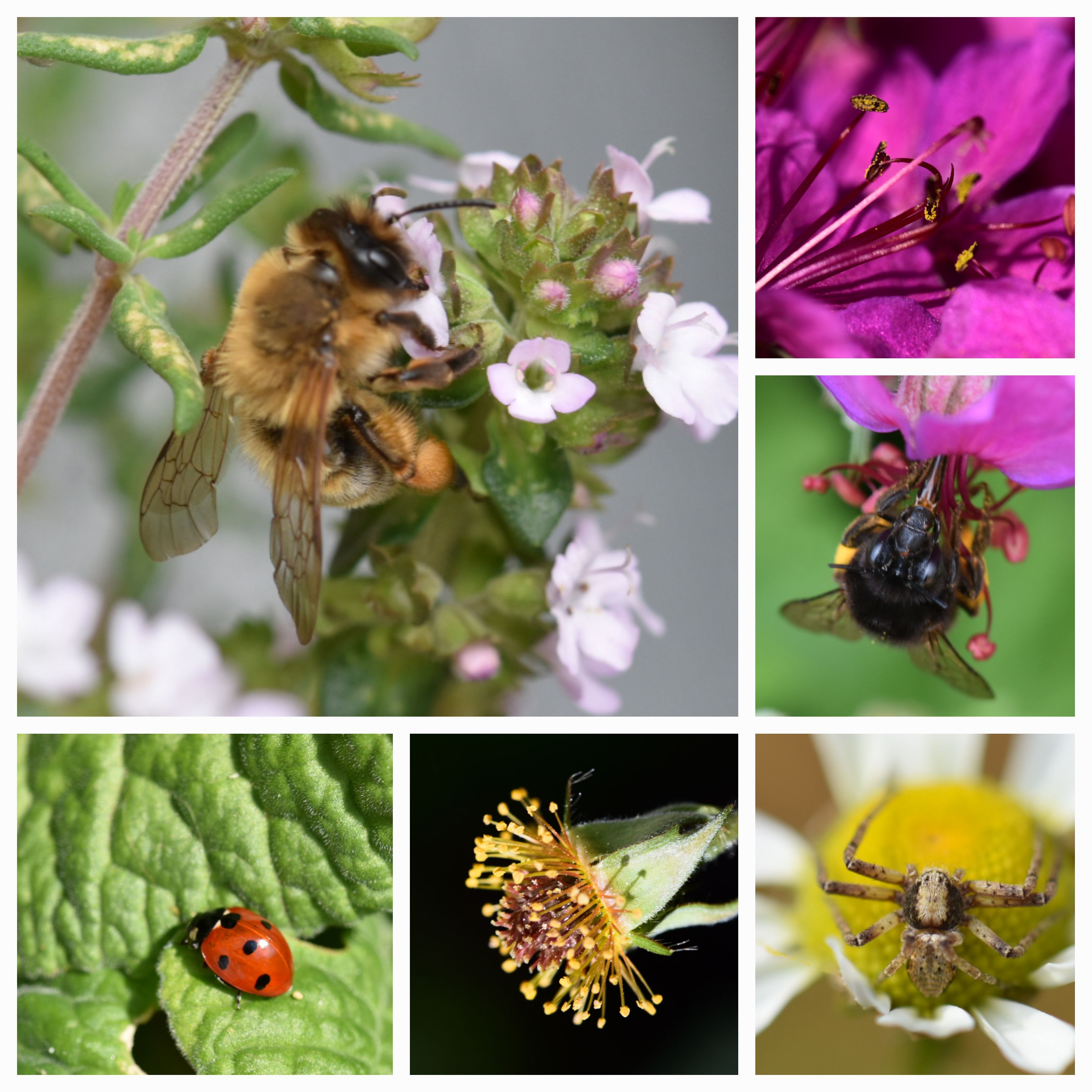 May insects – spring is here | MKW Publishing