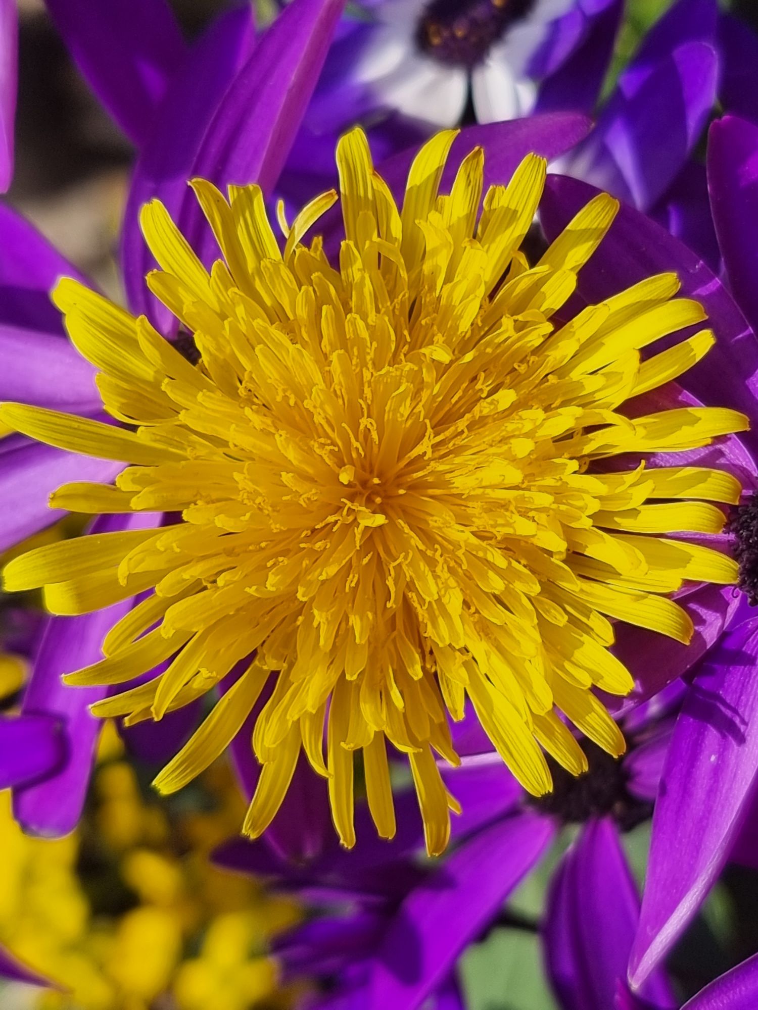 Handy Dandelion | MKW Publishing