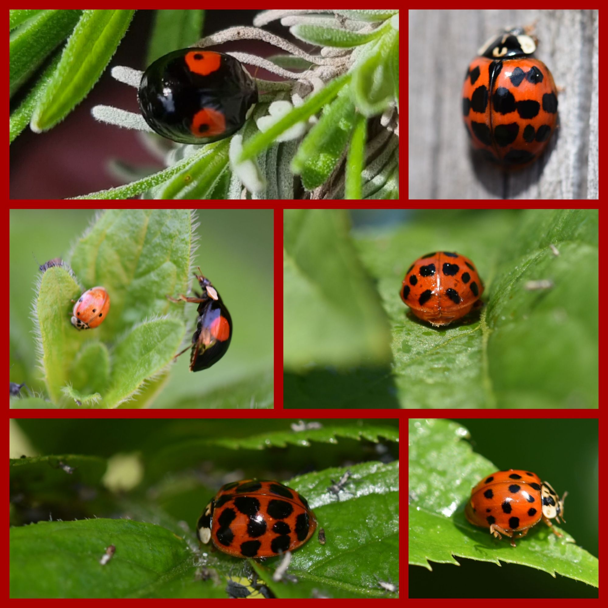 Lots of Ladybirds | MKW Publishing