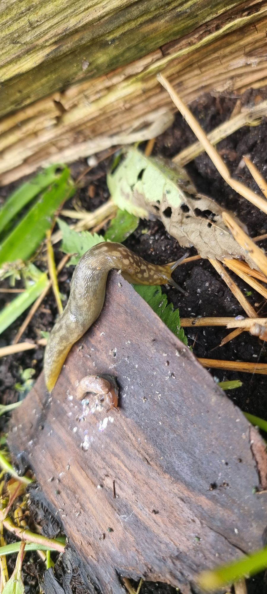 Leopard Slug | MKW Publishing