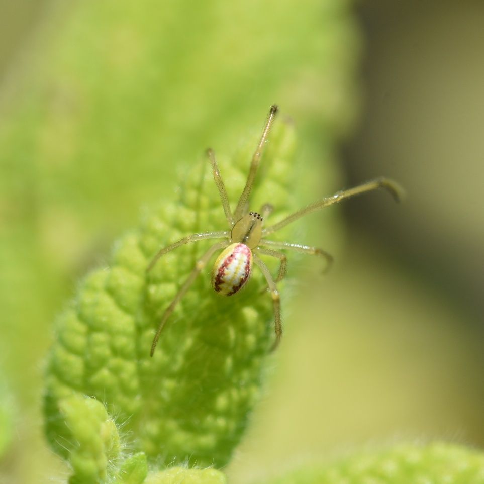 Candy-striped Spider | MKW Publishing
