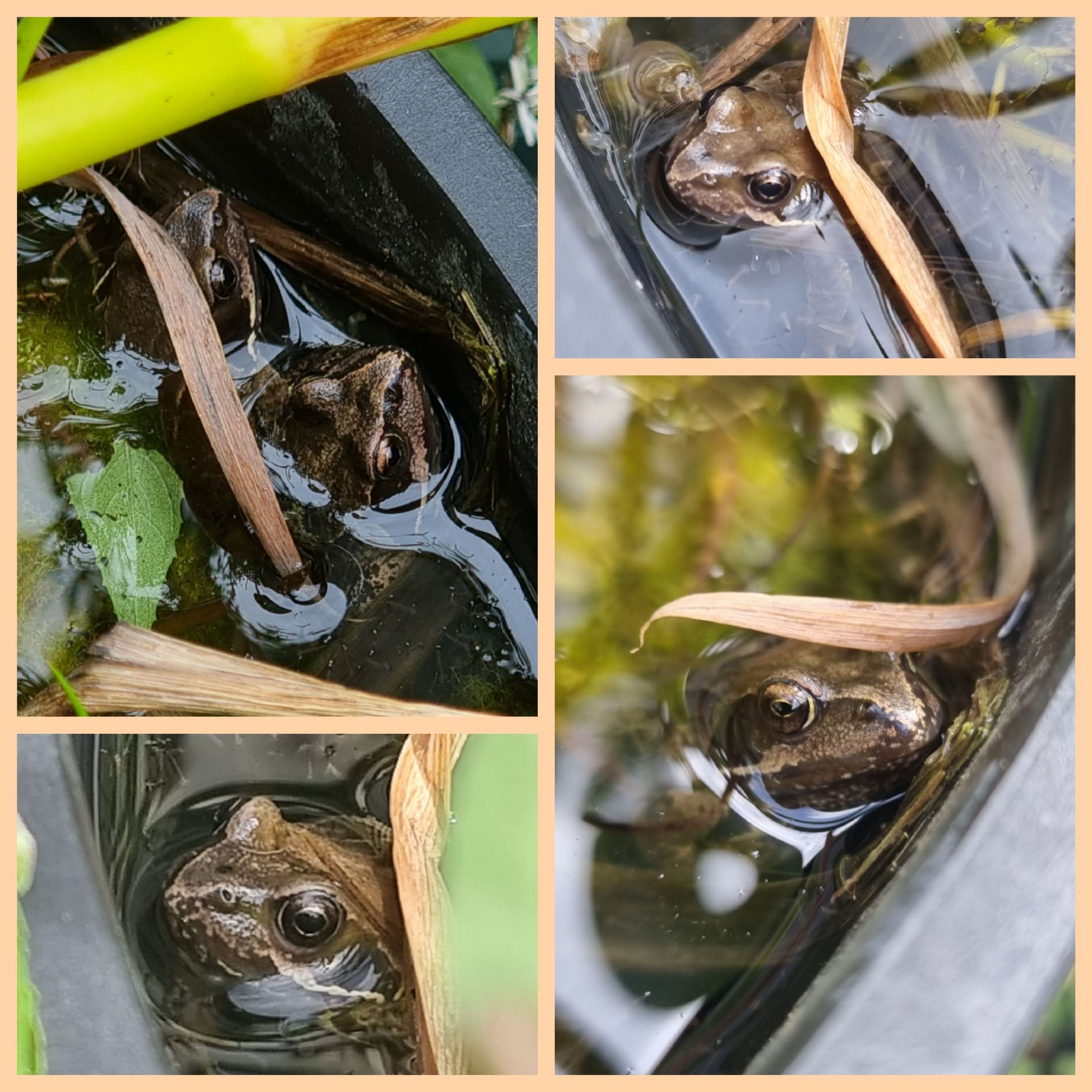 Pond visitors update | MKW Publishing