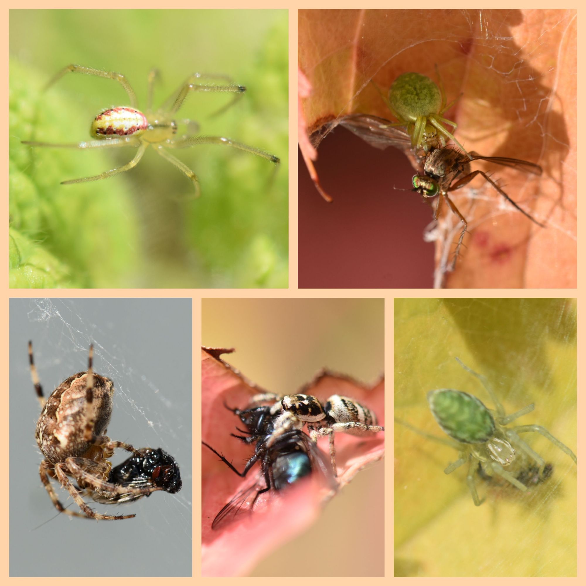 Autumn Spiders 2024 | MKW Publishing