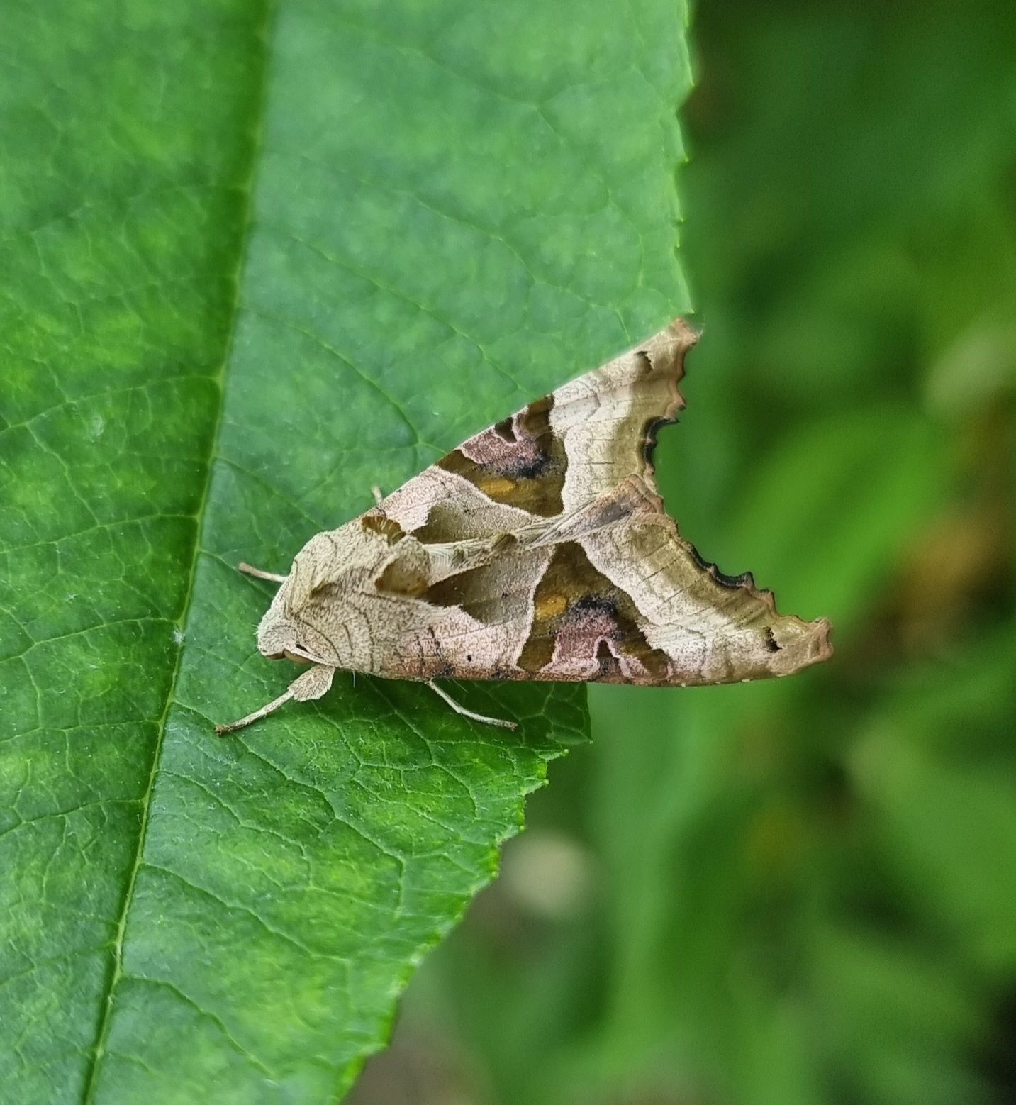 Angleshade Moth 2025 | MKW Publishing