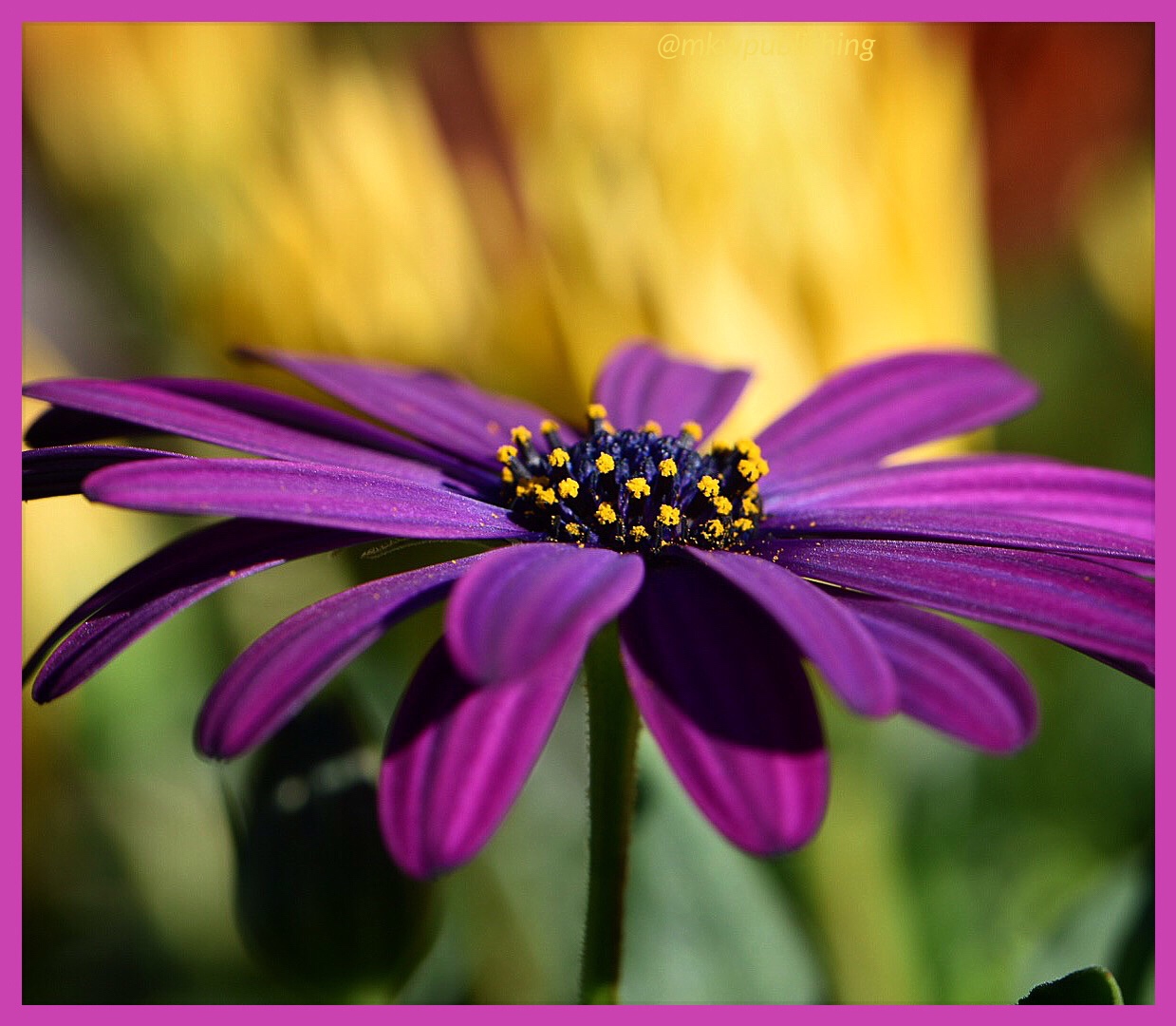 African Daisy | MKW Publishing