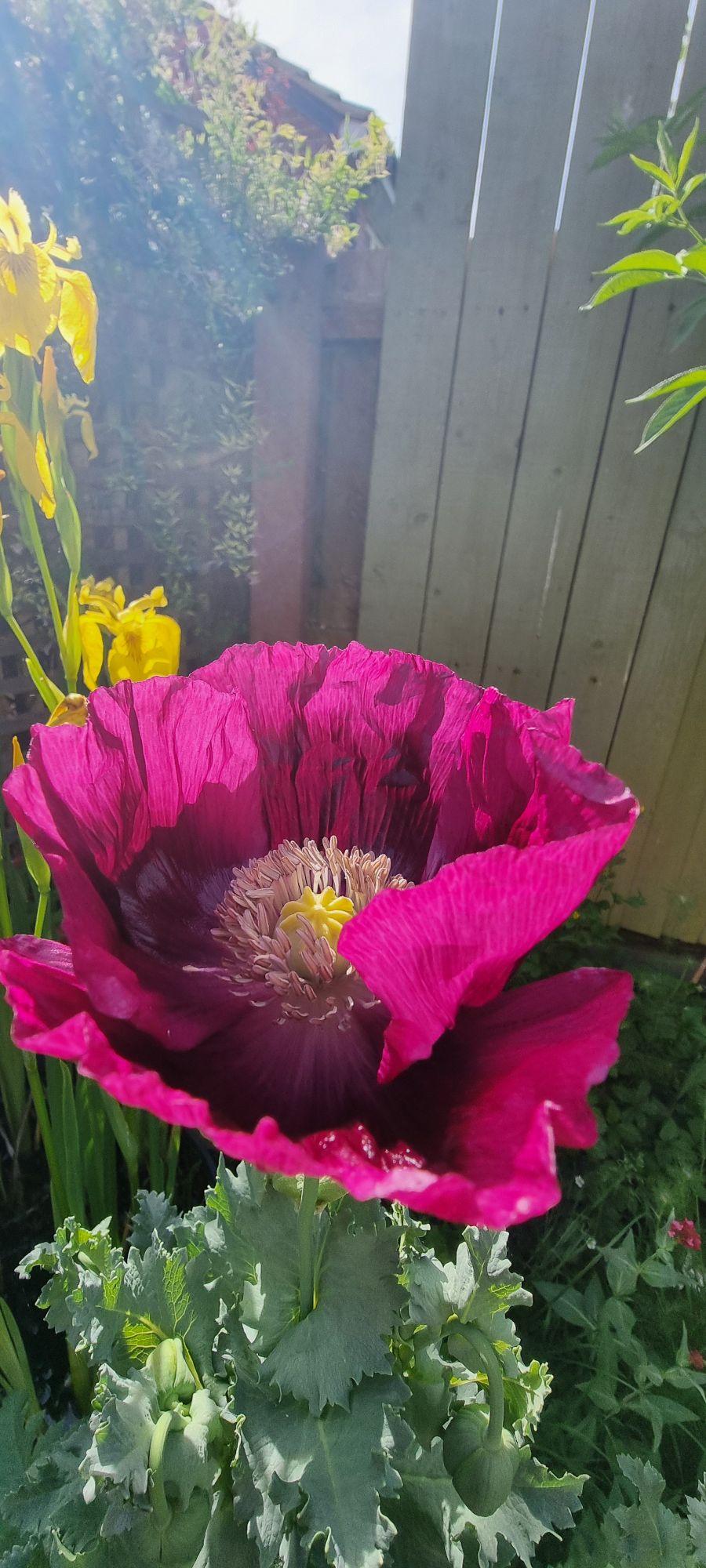 Poppy 2026 | MKW Publishing